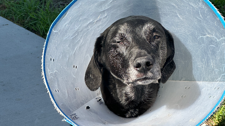 Fundraiser by Susie Teague : Help Gus See Comfortably Again