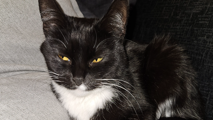 Fundraiser by NICOLA GOODWIN : Please help Mittens Kitten