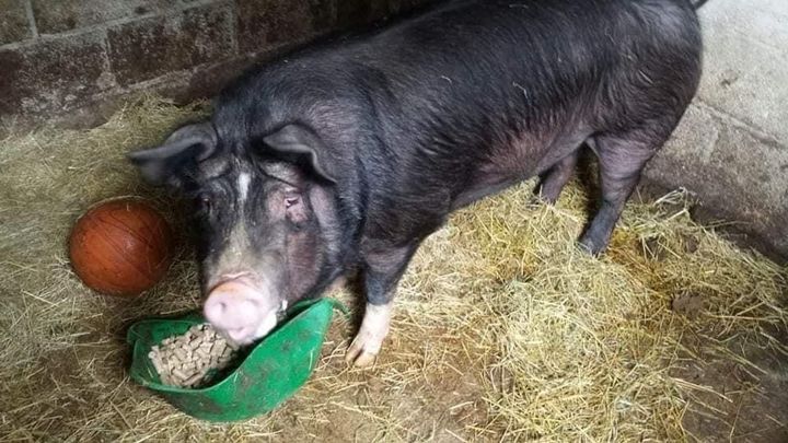 Fundraiser by Suzanne Prince : Transport Kevin and Rosemary to Greenwood