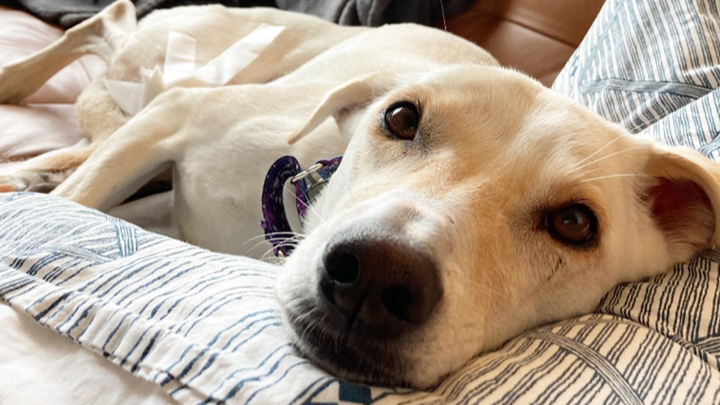 Fundraiser for Sarah Devlin by Emma Robinson : Millie's Surgery and ...