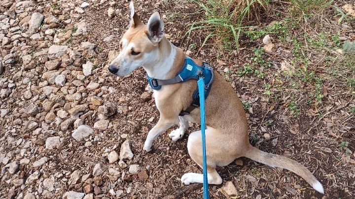 Fundraiser by Joshua Bloodsworth : Help Sage get her surgury & leg brace!