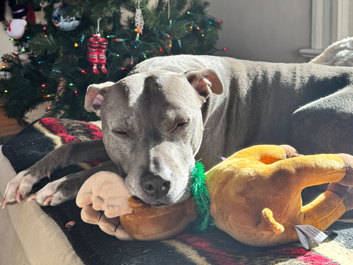 Fundraiser by Emily Griffith : Help Beezy Get Back on Her Paws