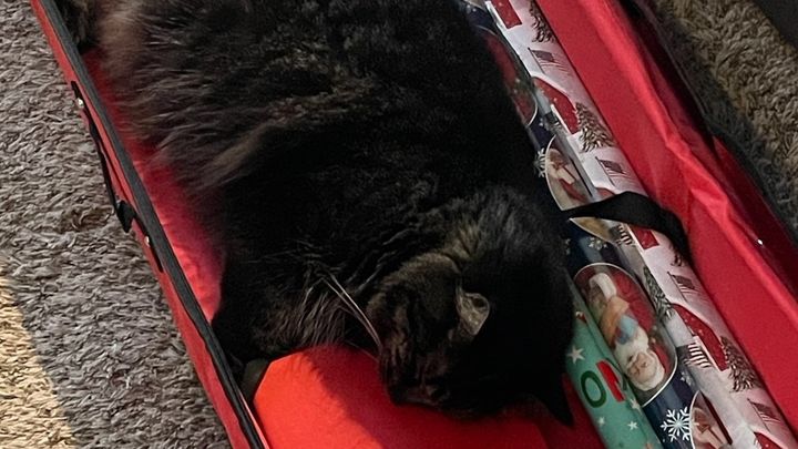 Fundraiser by Stephanie Sternod : Help save Monkeys leg