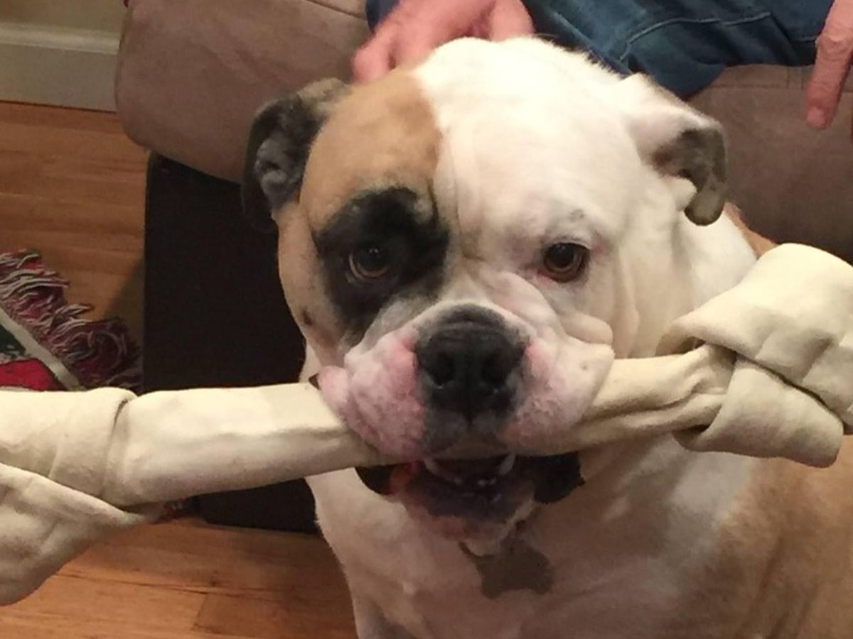 Fundraiser by Lisa Piccolo Sullivan : Barry needs surgery: "Modified ...