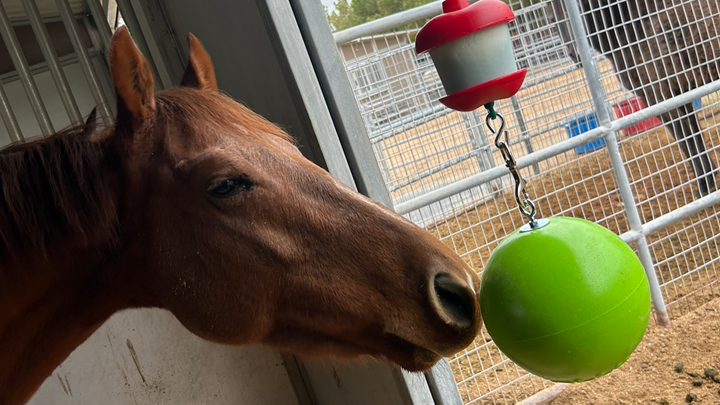 Fundraiser by Zoe Deaton : Help Charlie Recover and Thrive at Our ...