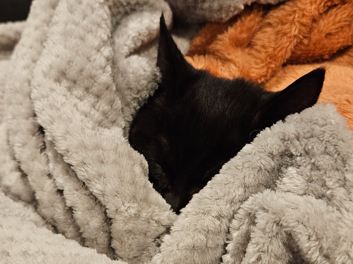 Fundraiser by Erynn Hauk : Support baby Binx's FIP treatment