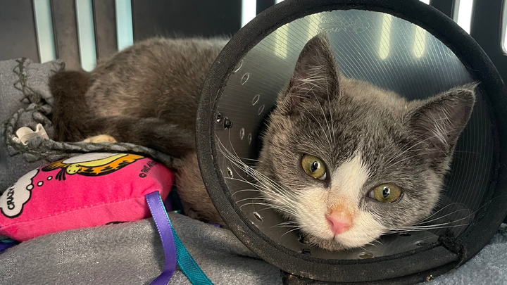 Fundraiser for Jacqui Schafer by Ellie Coates : Help us give little ...