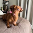 Fundraiser by Stacey and Nick Barham : Save Wilson's Leg: Donate for ...