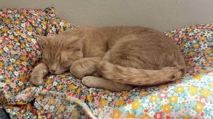 Fundraiser for Noah K by Grace Woolf : Cowboy's Hip Surgery