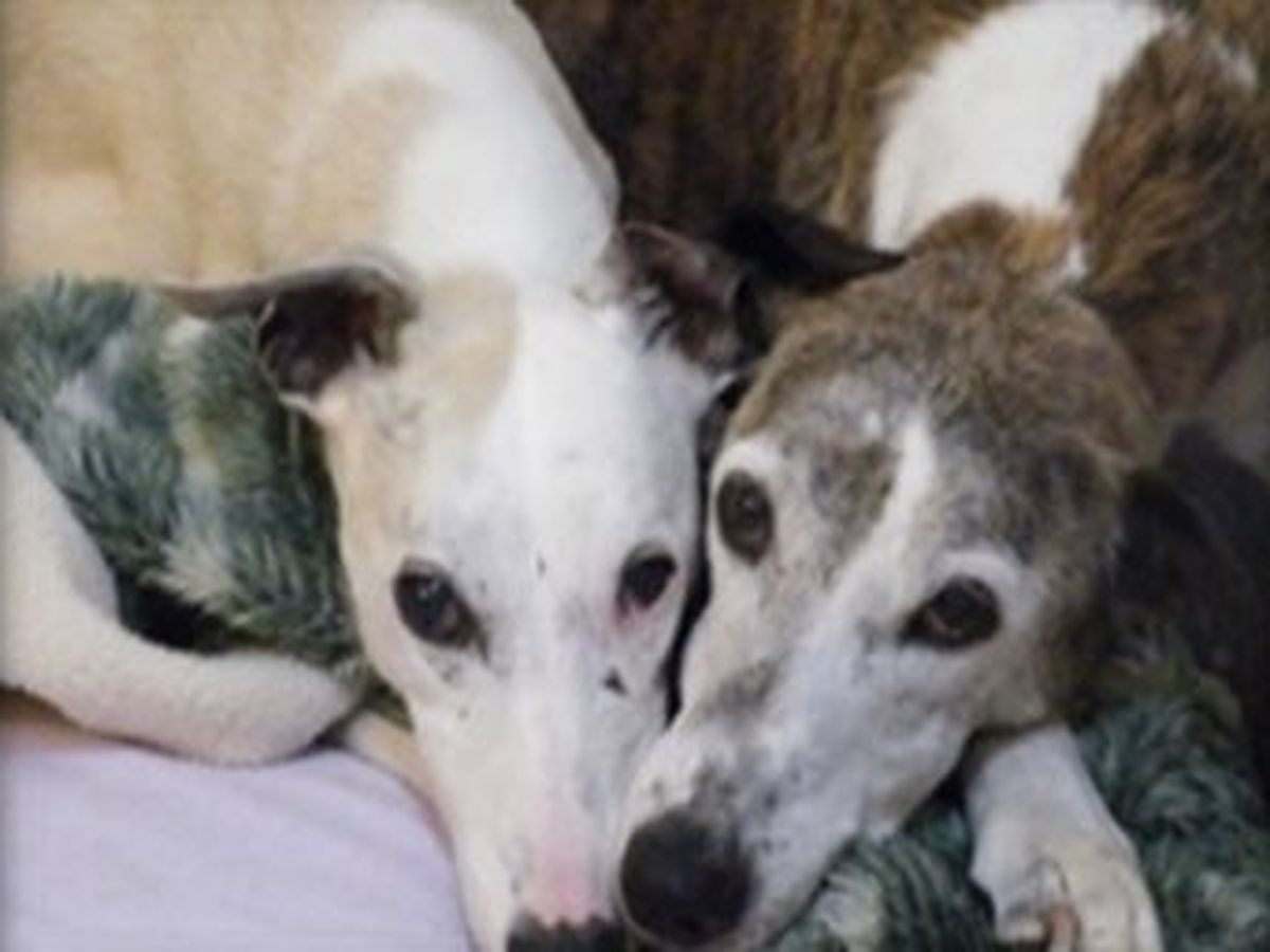 Fundraiser by Barb Burri : Tova Training