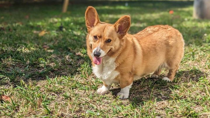 Fundraiser by Michael Rivera : MRI for Pikes back.