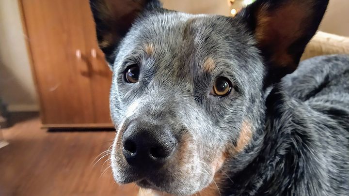 Fundraiser by Lisa Arant : Help Klondike get surgery for a broken leg