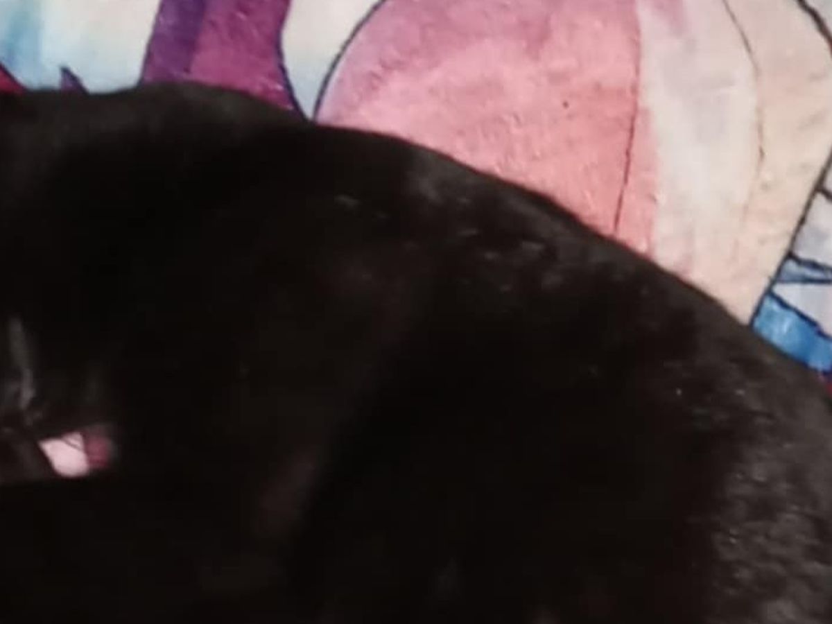 Fundraiser by Maleigha Riley : Raja Needs Your Help for His Recovery