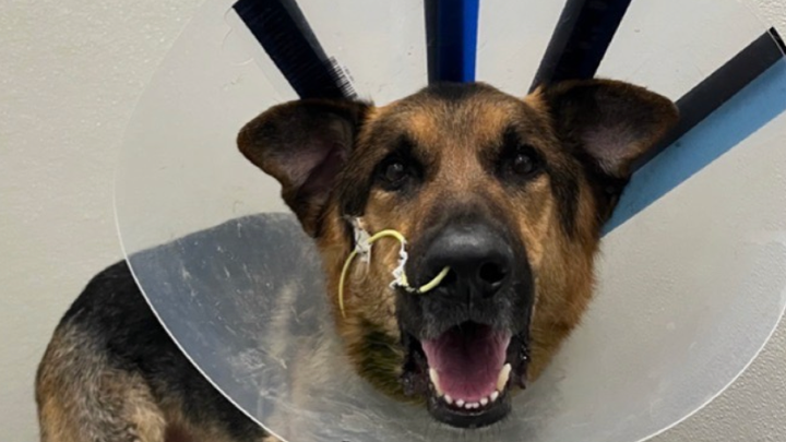 Fundraiser by Rebecca Weidemann : Diesels Surgery