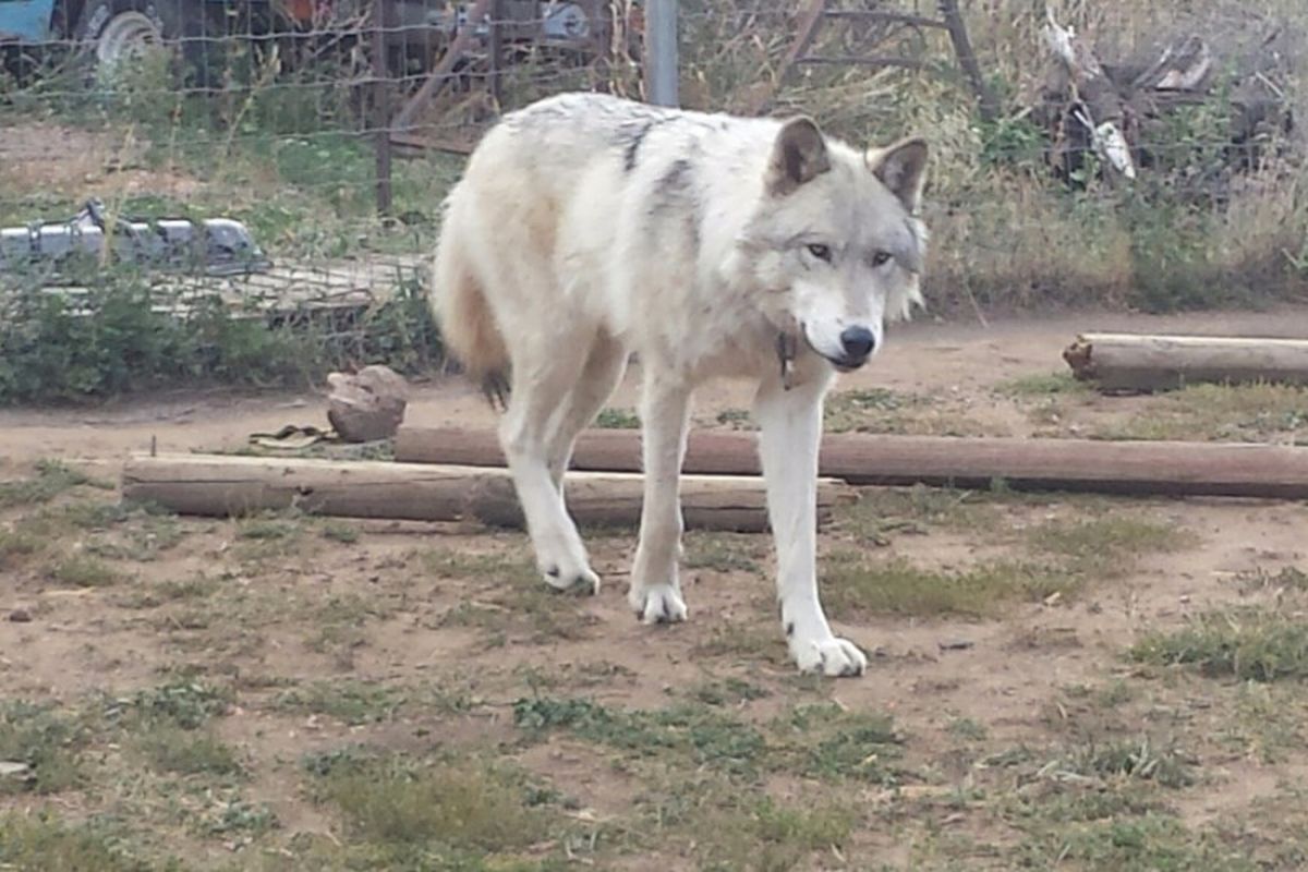 Timber Wolf Hybrid Puppies