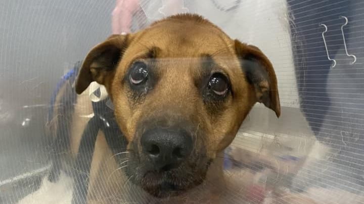 Fundraiser for Rachel Moniz by Alexandra Baker : Help save Charlie