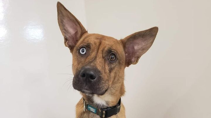 Fundraiser by Sabrina Roussel Andichou : L'opération de Eraski