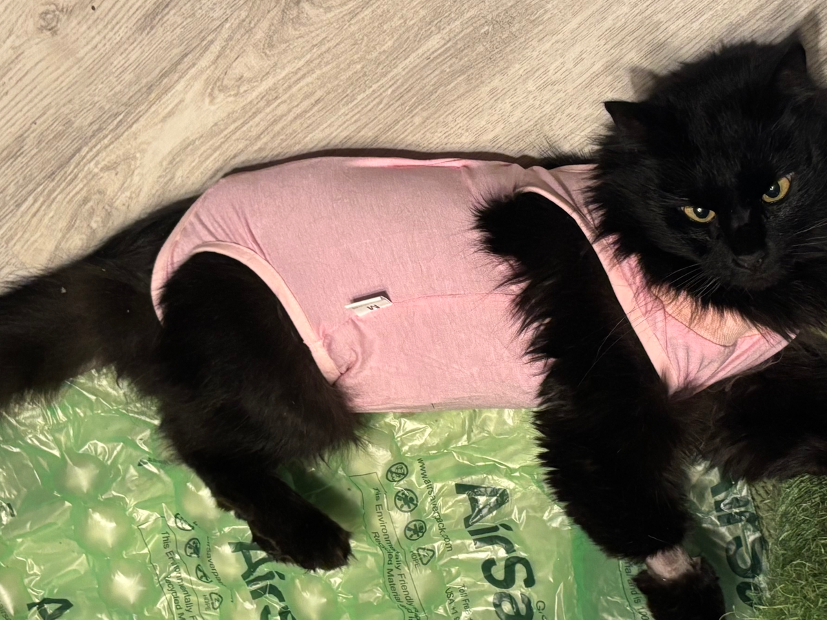 Fundraiser by Lucas Clements : Support Spooky Szn's Cancer Treatment