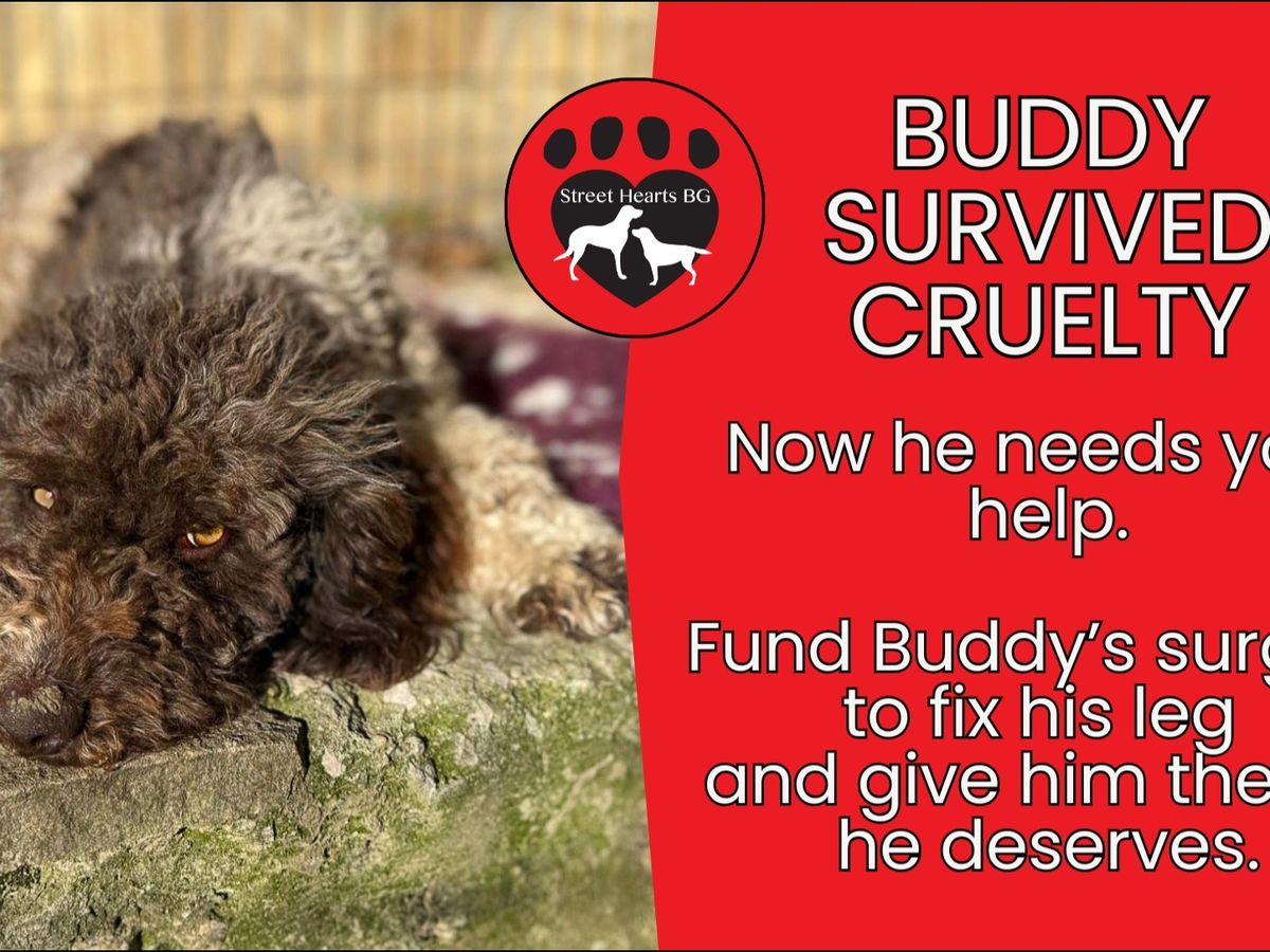 Fundraiser by Emma Jane Smith : Give Buddy the life he deserves after ...