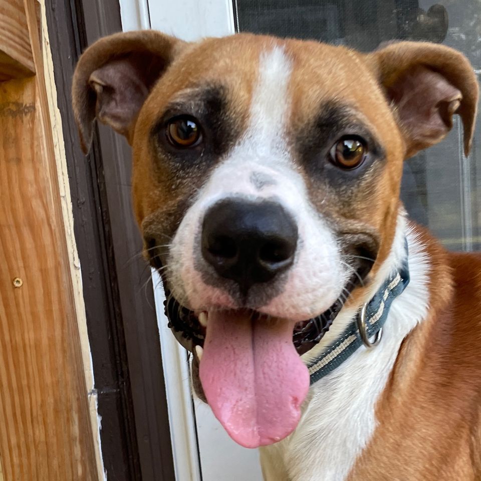 Brown Border Collie Boxer Mix