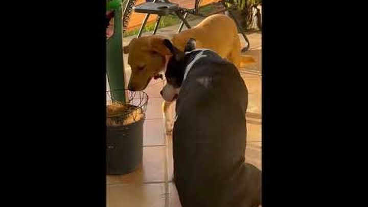 Fundraiser by Moira hopkins : Help Archie Start His New Life as a Tripod