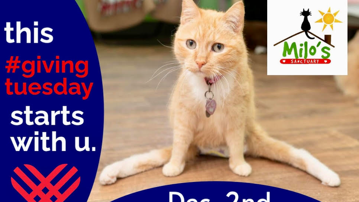Fundraiser by Michele Hoffman : GIVING TUESDAY to Support Milo's ...