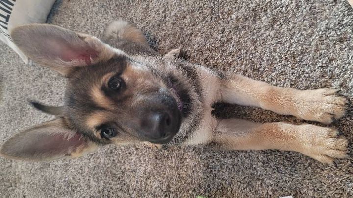 Fundraiser by Erin Frank : Athena's PRAA Surgery