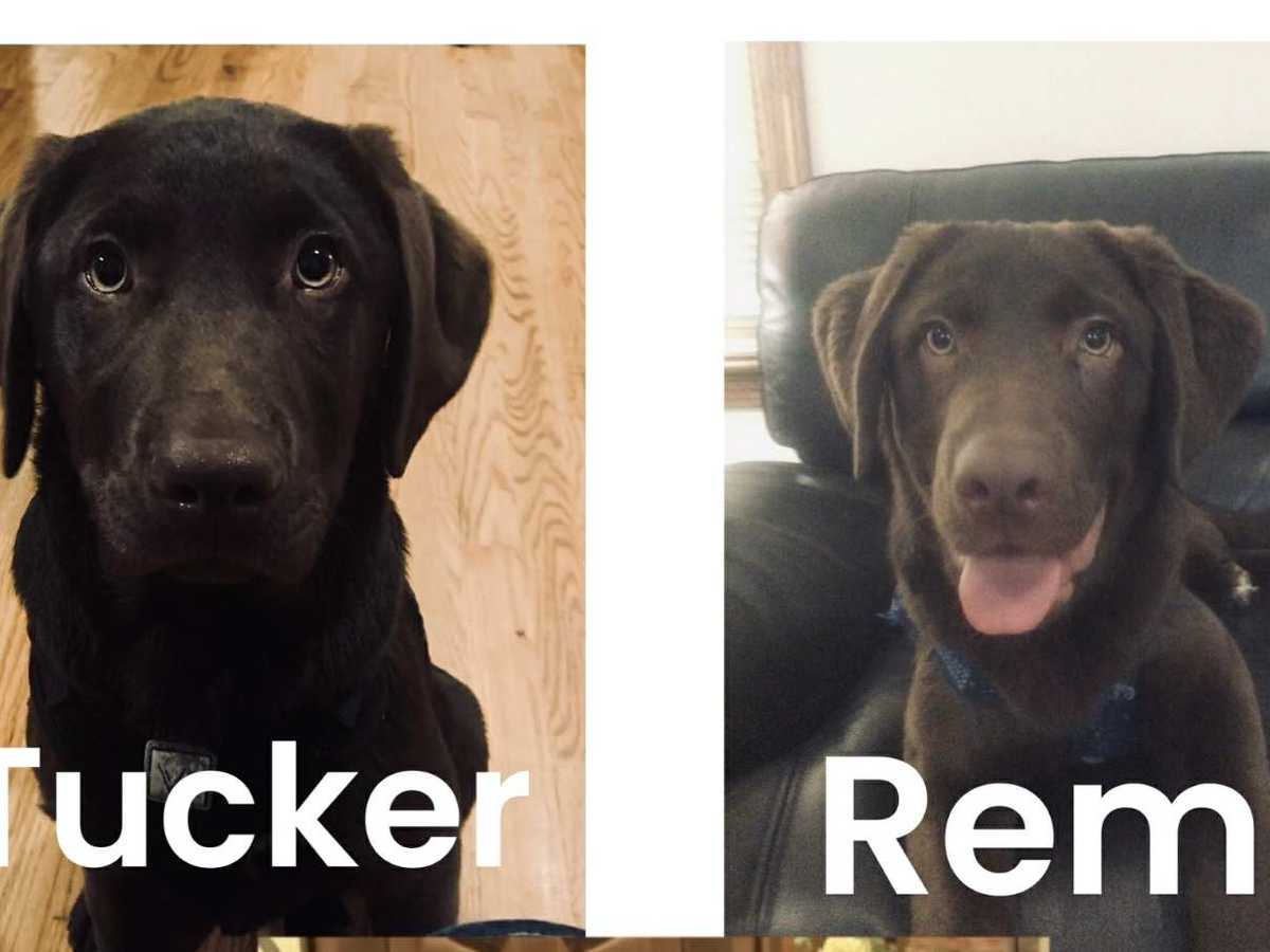 Fundraiser for Tracy Childers by Summer Carver : Save Remi & Tucker ...