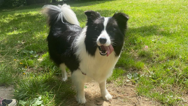 Fundraiser by John Redfern : Bean’s needs an urgent operation