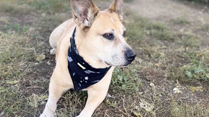 Fundraiser by Morgan Devitt : Dixie needs a custom knee brace to avoid ...