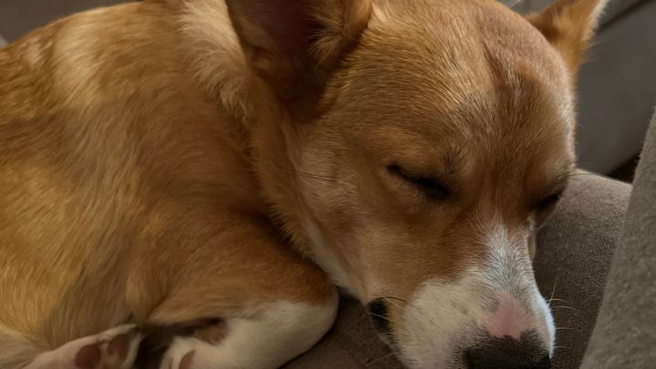 Fundraiser by Tyler Hennessey : Help with Sully’s surgery