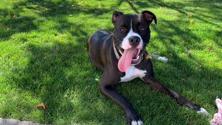 Fundraiser by Dillon Perry : Help Milo Get Surgery