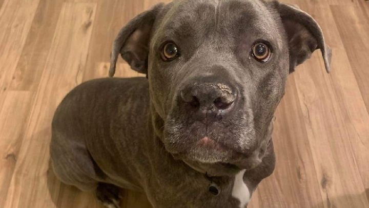 Fundraiser for Josh Kimmey by Bri Heagle : Please Help Save Margot's Life