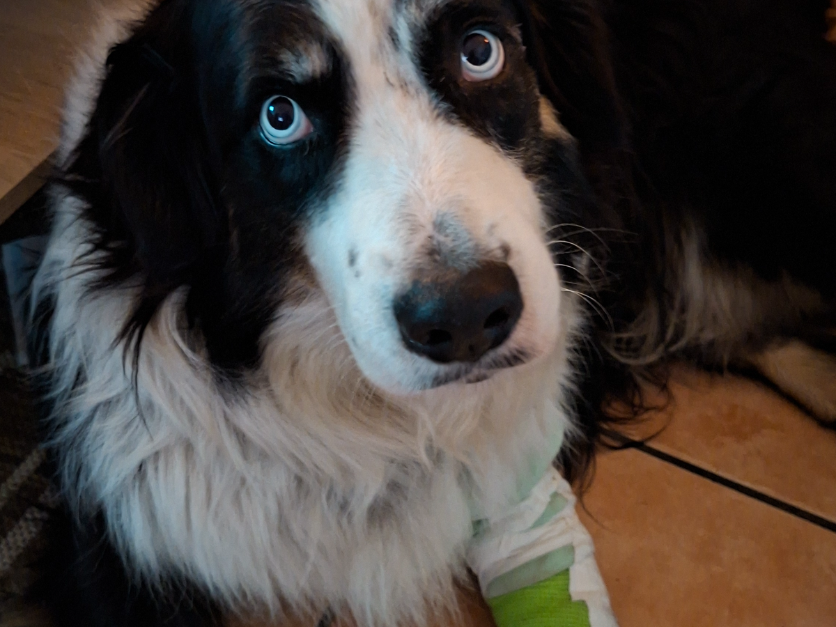 Fundraiser by Anna Maria Huelshoff : Icys gebrochenes Bein