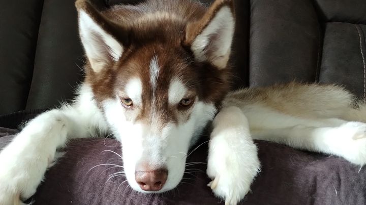 Fundraiser by Martha Hill : Miles's surgery