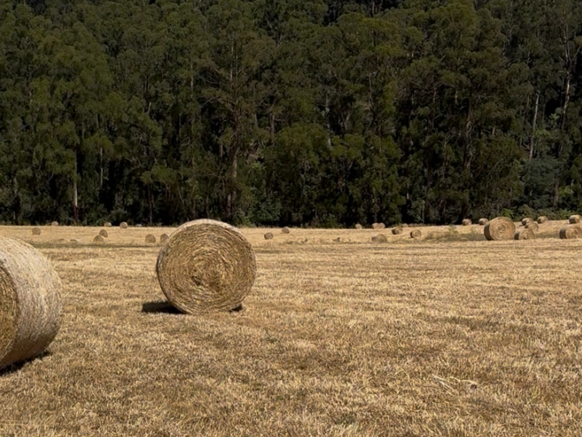 Fundraiser by Tanya French : Victorian Bushfire Hay Relief 2026 (4ft ...