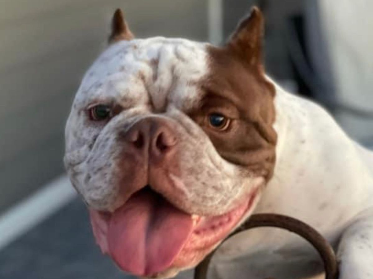 Fundraiser by Amy Gallimore : Help us complete our community dog park!