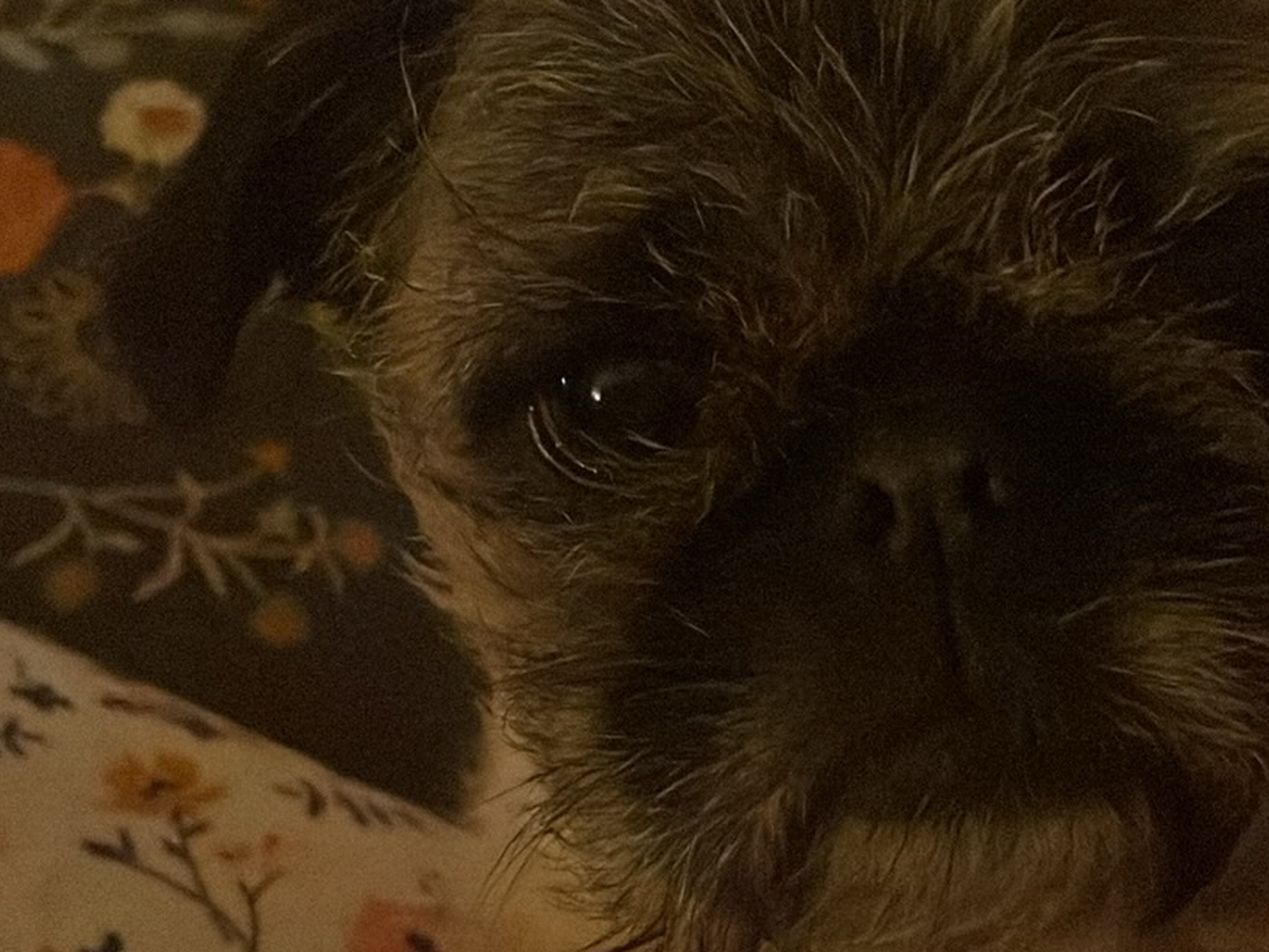 Fundraiser by Sarah Mcaloon : Help my little Dexter feel better again.