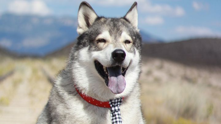 Fundraiser by Lava Buckley : Please help Loki fight his tumors