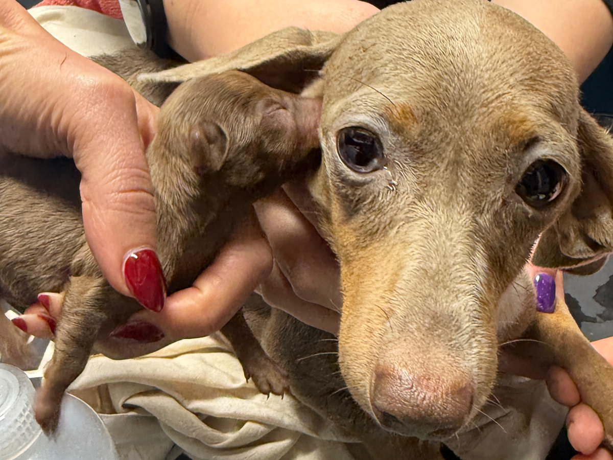 Fundraiser by Sylvalyn Hammond : Help Dr. Hammond Save Mom and Pup