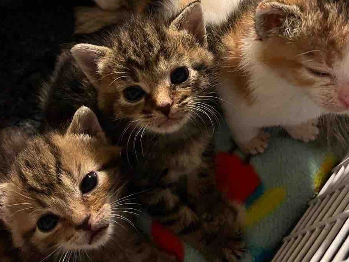 Fundraiser by Lily Locke : Collection for Tysoe Cat Crisis