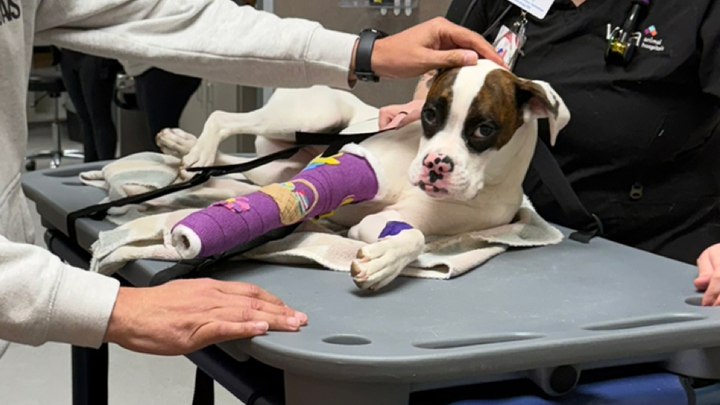 Fundraiser by Ericka Stellflue : Penelope’s broken leg surgery expenses