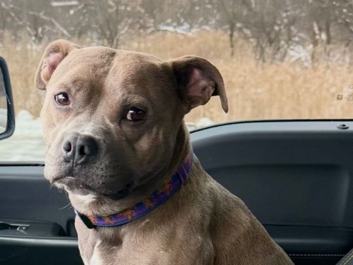 Fundraiser by Serce Dla Psa : Help Us Save Maya – She Deserves a Second ...