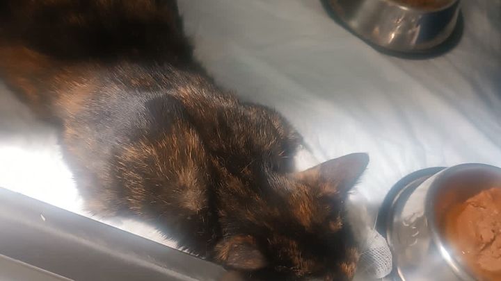 Fundraiser for arianna profumo by Maria teresa Vannini : Spese mediche ...