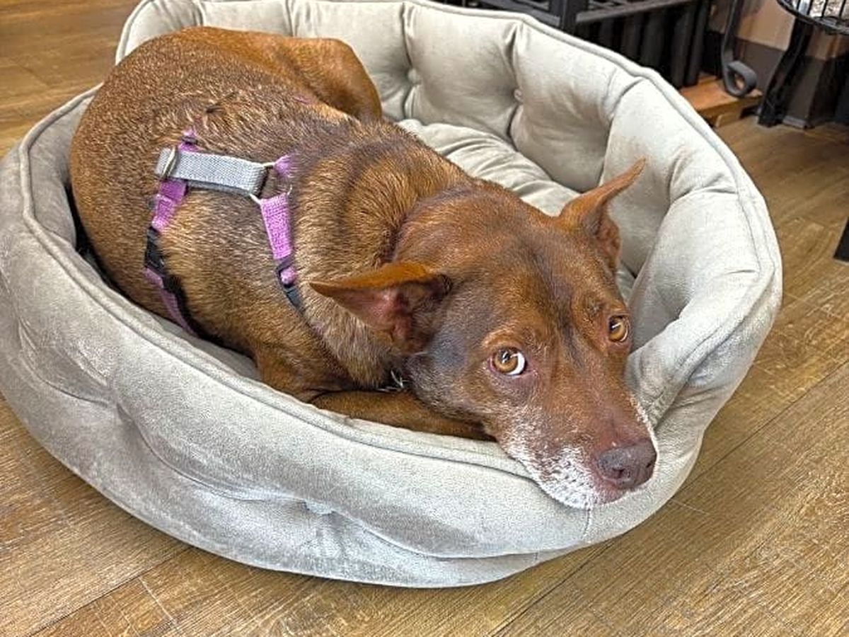 Fundraiser by Brianna Bell : Kayla is a 8 year old Mix-Breed in Maple ...