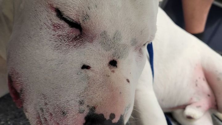 Fundraiser for Renee Downing by Anna Robison : Help Atlas & Dixie ...