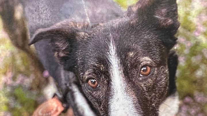 Campaña para Wendy Jones de John Abbey : Tahoe PAWS Animal Search and ...