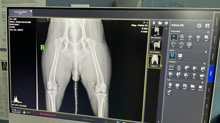 Fundraiser by JC Reyes : Help Bolt Leap Towards a Pain-Free Life!