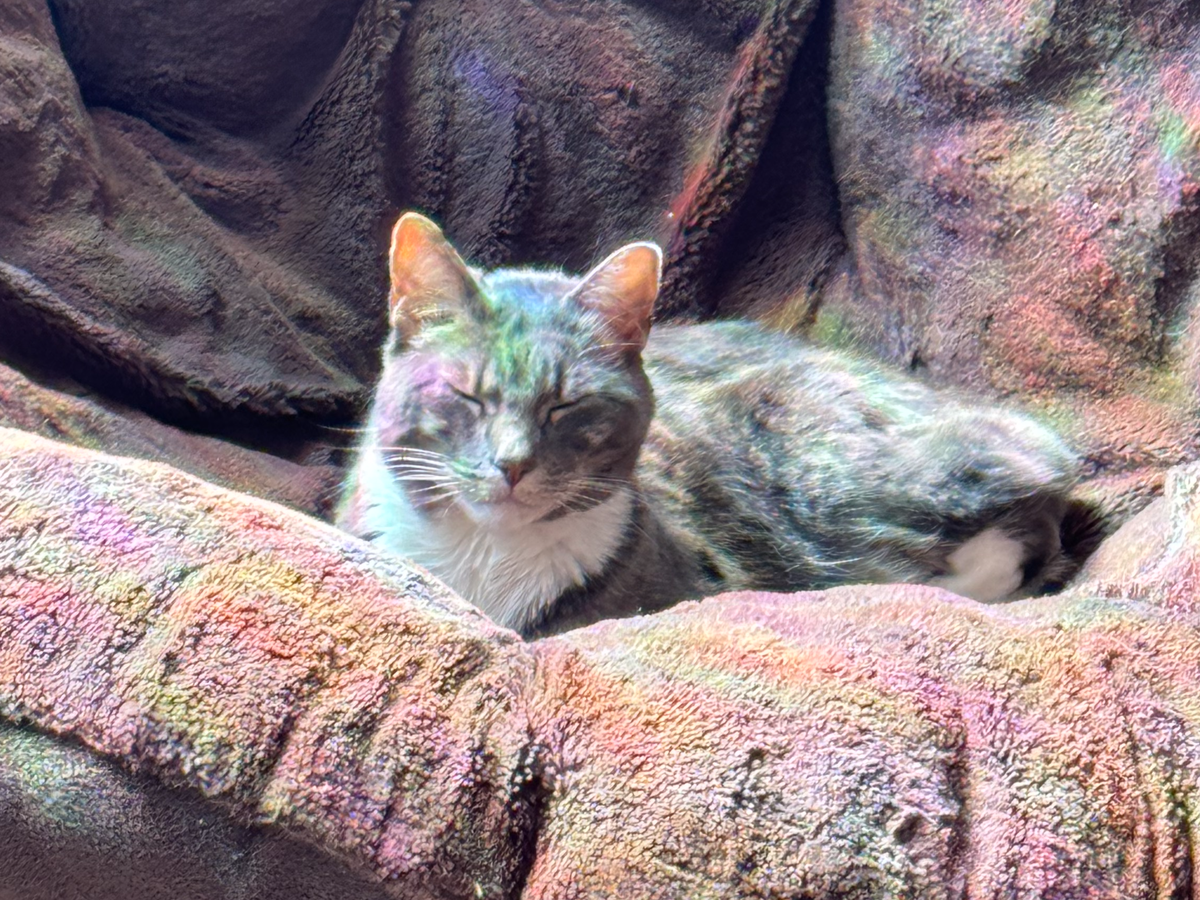 Fundraiser by Sabrina Longley : Support Egg's Journey to Health