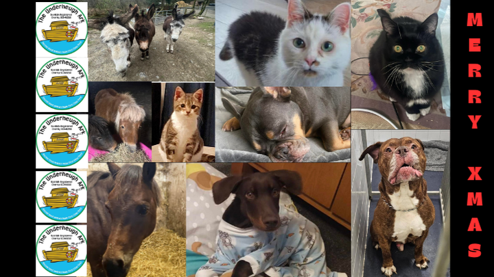 Fundraiser by Amanda Meach : Tails & Adventures Xmas for the furries of ...